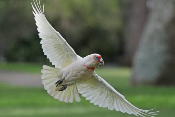 Little Corella Cockatoo Care Sheet - Birds Coo