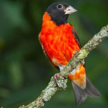 Red Siskin Care Sheet - Birds Coo