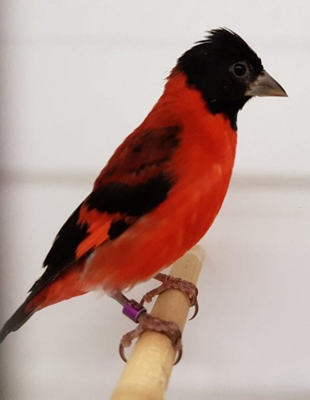 Red Siskin Care Sheet - Birds Coo