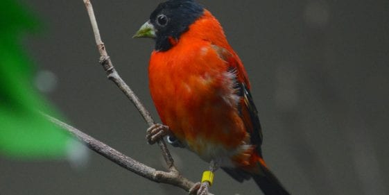 Red Siskin Care Sheet - Birds Coo