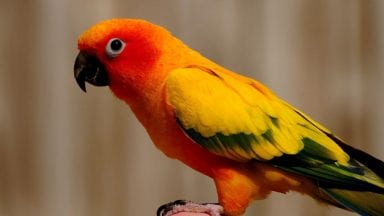 Sun Conure Care Sheet - Birds Coo