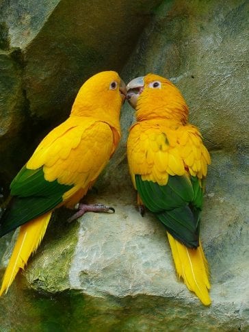 Sun Conure Care Sheet - Birds Coo