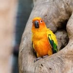 Sun Conure Care Sheet - Birds Coo