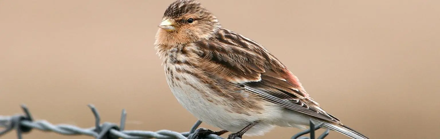 Twite Care Sheet - Birds Coo