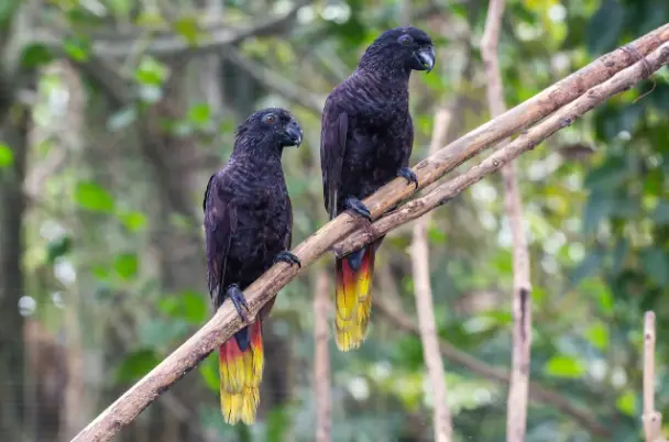 Black Lory Care Sheet - Birds Coo
