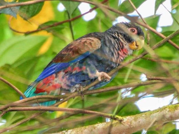 Bronze-winged Parrot Care Sheet - Birds Coo