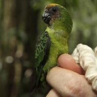 Cape Parrot Care Sheet - Birds Coo