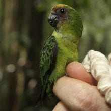 Cape Parrot Care Sheet - Birds Coo