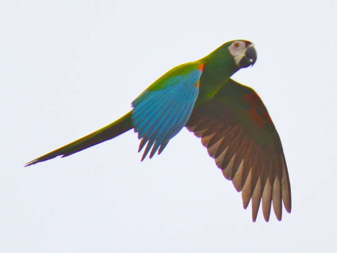 Chestnut-fronted Macaw Care Sheet - Birds Coo