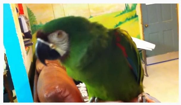 Chestnut-fronted Macaw Care Sheet - Birds Coo