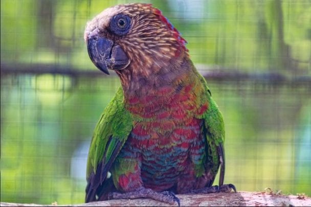 Hawk-Headed Parrot Care Sheet - Birds Coo
