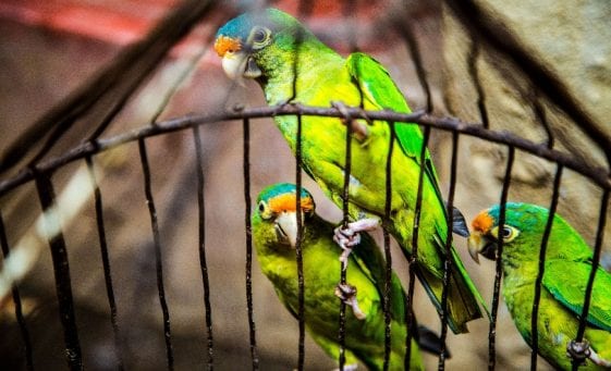 Aviary Enclosure Ideas: Guide to Perfect Your Pheasant Coop Plans ...