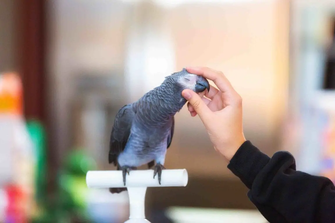 Bird Allergies: Signs, Symptoms, and Relief - Birds Coo