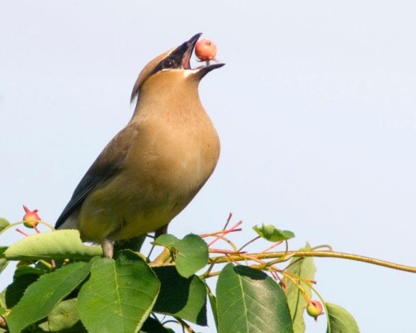 Bird Digestion Process Birdkeepers Must Know - Birds Coo