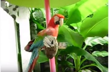 Bird Bobbing Head: Understanding Your Pet Bird - Birds Coo