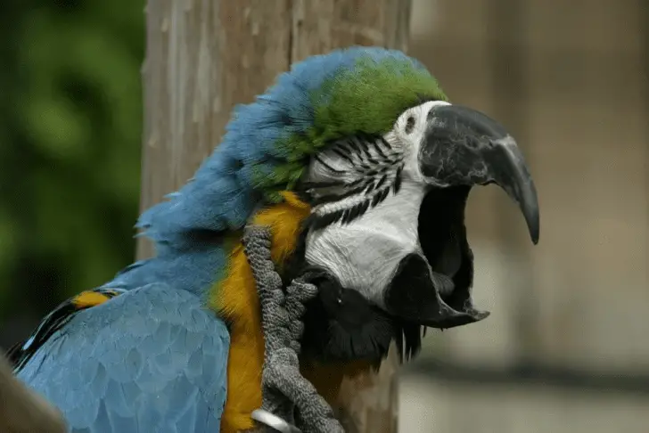 Bird Sneezing: Should It Worry You? - Birds Coo