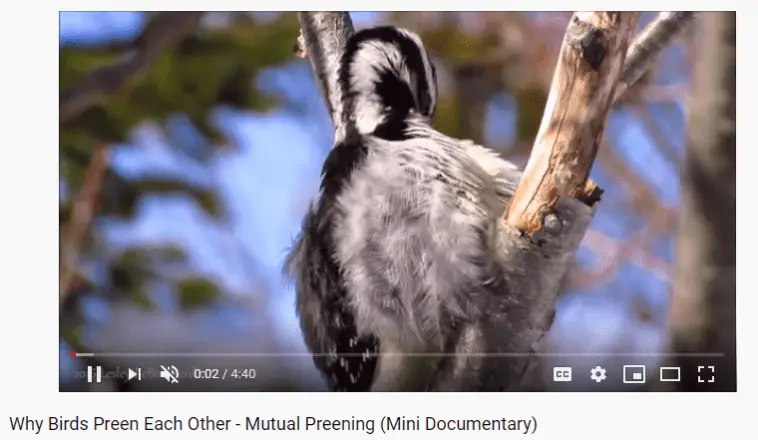 7 Reasons Why Your Pet Birds Preen - Birds Coo