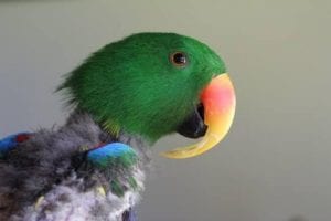 Bird's Beak Care 101: How to Groom Your Bird Using Parrot Beak Trimming ...