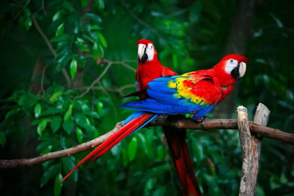 Complete A to Z List of All Types of Parrots - Birds Coo