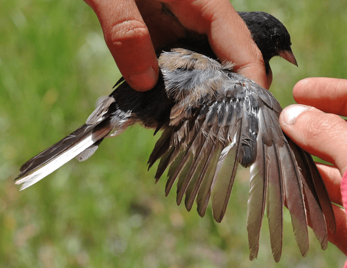 Bird Molting Symptoms You Should Be Aware Of - Birds Coo