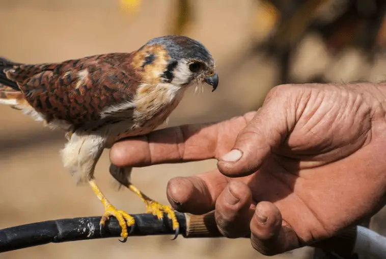 Bird Senses Bird Keepers Should Be Aware Of - Birds Coo
