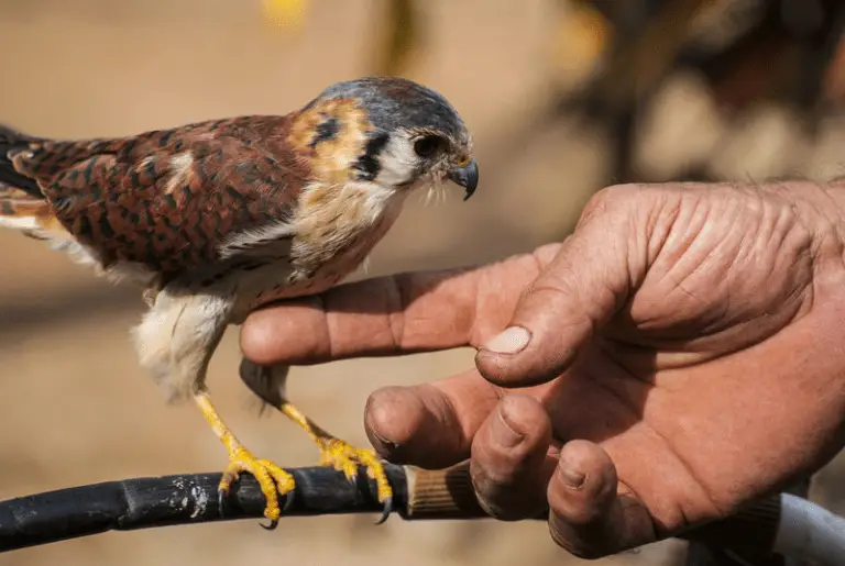 Bird Senses Bird Keepers Should Be Aware Of - Birds Coo