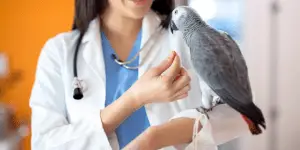 Bird Allergies: Signs, Symptoms, and Relief - Birds Coo