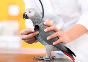 Bird Allergies: Signs, Symptoms, and Relief - Birds Coo