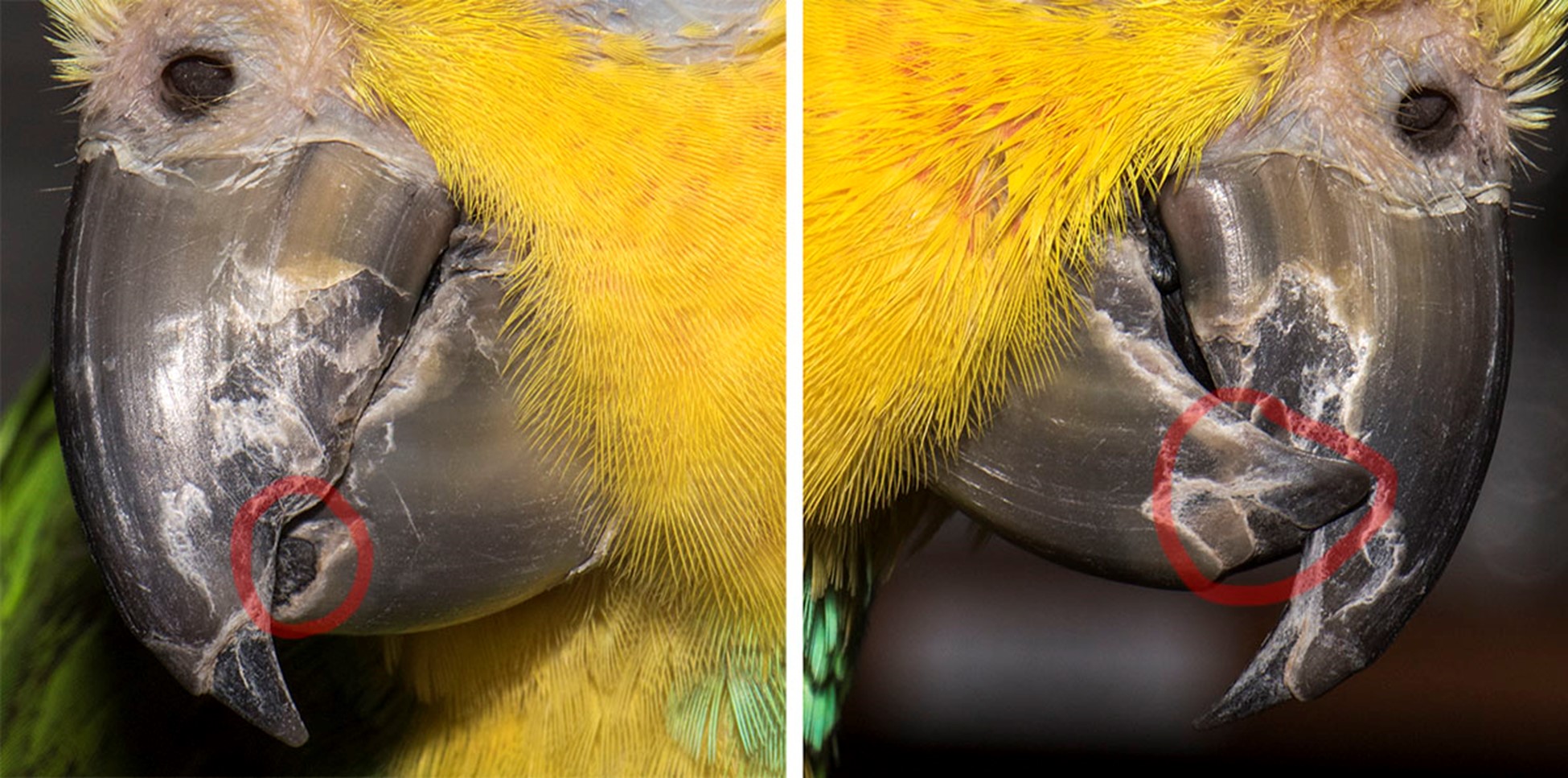 How to Correct Your Scissor Beak Parrot - Birds Coo