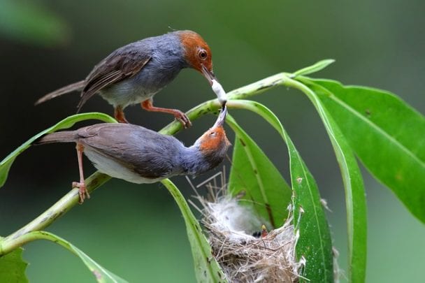 How to Become the Best Bird-Sitter - Birds Coo