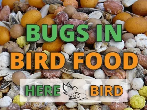 Bugs in Bird Seed: Causes and Treatment - Birds Coo