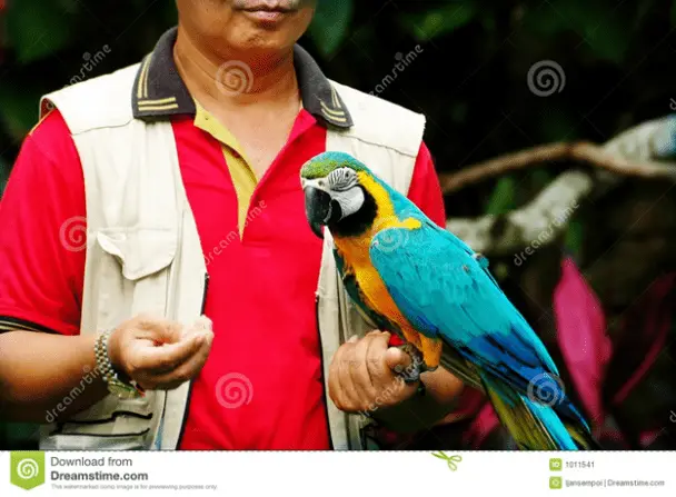 Guide to Holding a Parrot in the Most Proper Way - Birds Coo