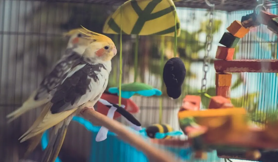 How to Choose An Ideal Humidifier for Birds - Birds Coo