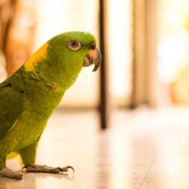 Bird CPR: How to Save Your Bird as Gentle as Possible - Birds Coo