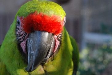How to Correct Your Scissor Beak Parrot - Birds Coo