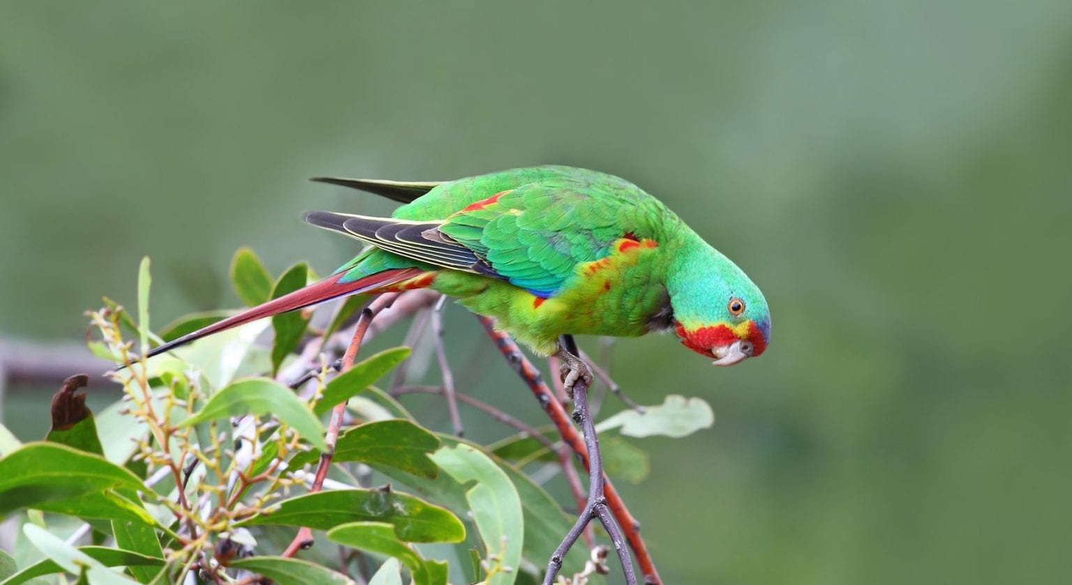 Swift Parrot Care Sheet - Birds Coo