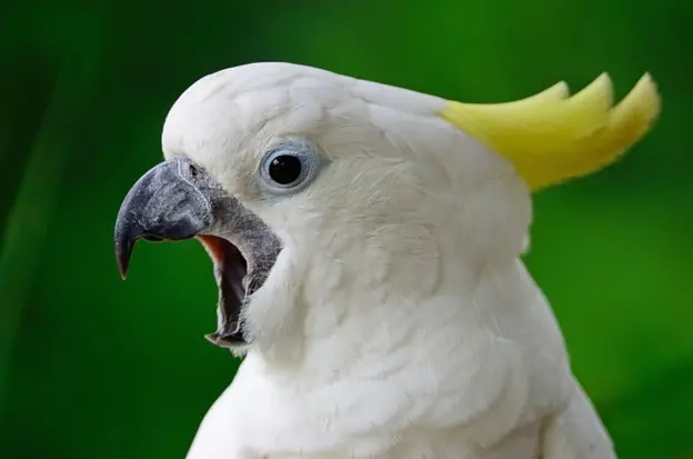 Cockatoo Body Language Tutorial: Understanding Your Pet Bird