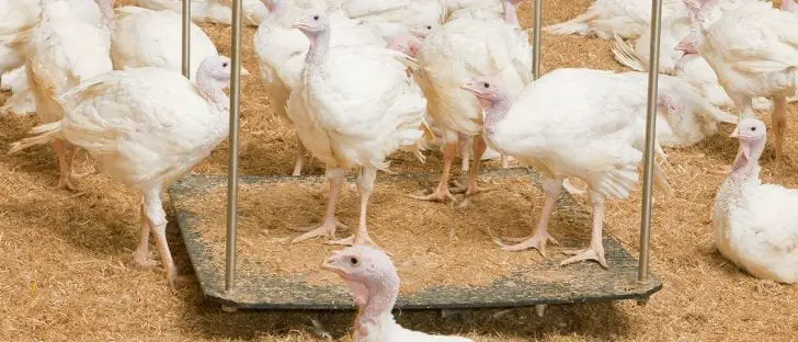 Bird Sneezing: Should It Worry You? - Birds Coo
