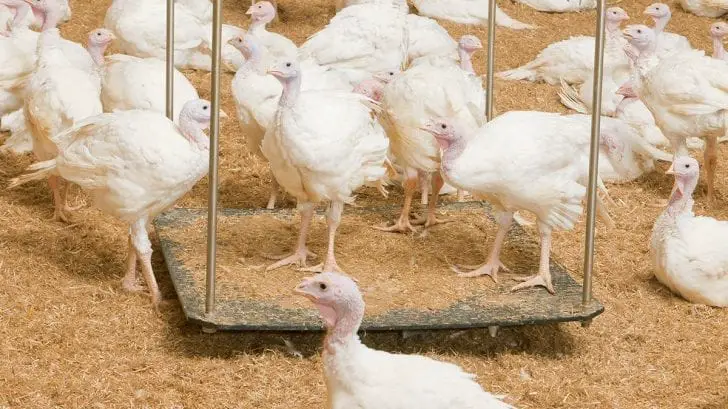 Galah Cockatoo Care Sheet - Birds Coo