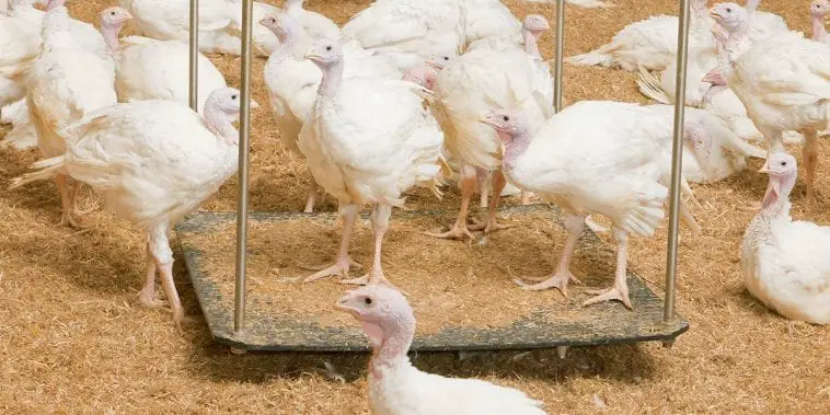 Bird Allergies: Signs, Symptoms, and Relief - Birds Coo