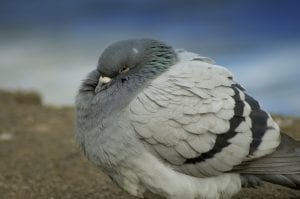Understanding Why Your Bird Fluffs Up and What You Need To Do - Birds Coo