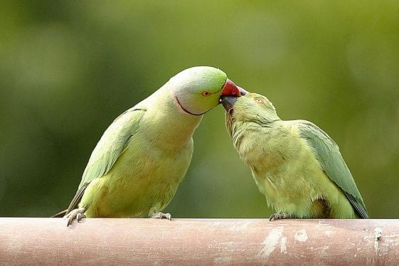 The Ultimate Pet Bird Breeding Guide - Birds Coo