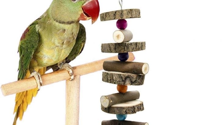 Complete A to Z List of All Types of Parrots - Birds Coo