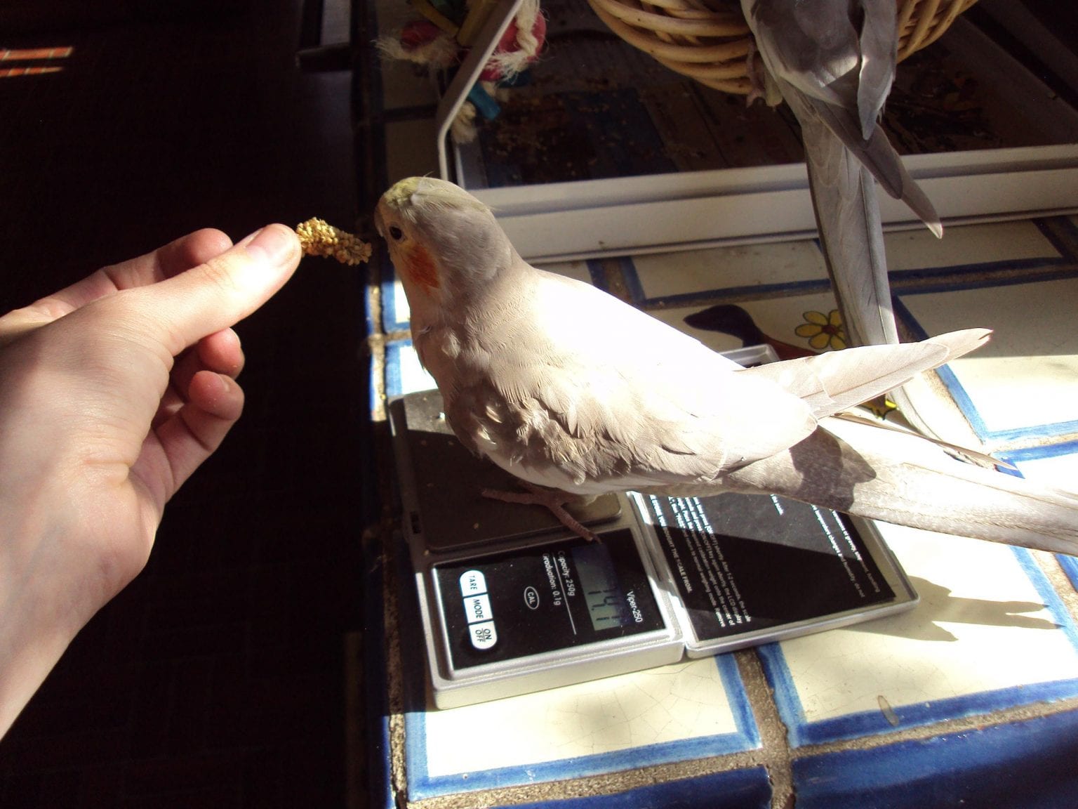 Why It's Convenient to Have a Digital Bird Scale? - Birds Coo