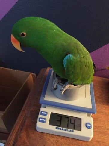 Why It's Convenient to Have a Digital Bird Scale? - Birds Coo