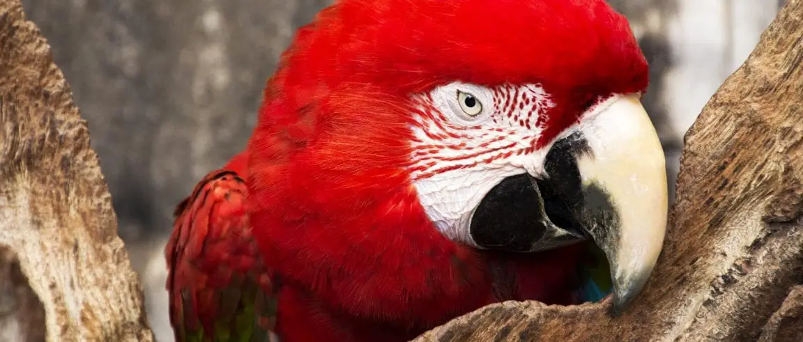 What Does Eye Pinning of Your Parrot Tell You - Birds Coo