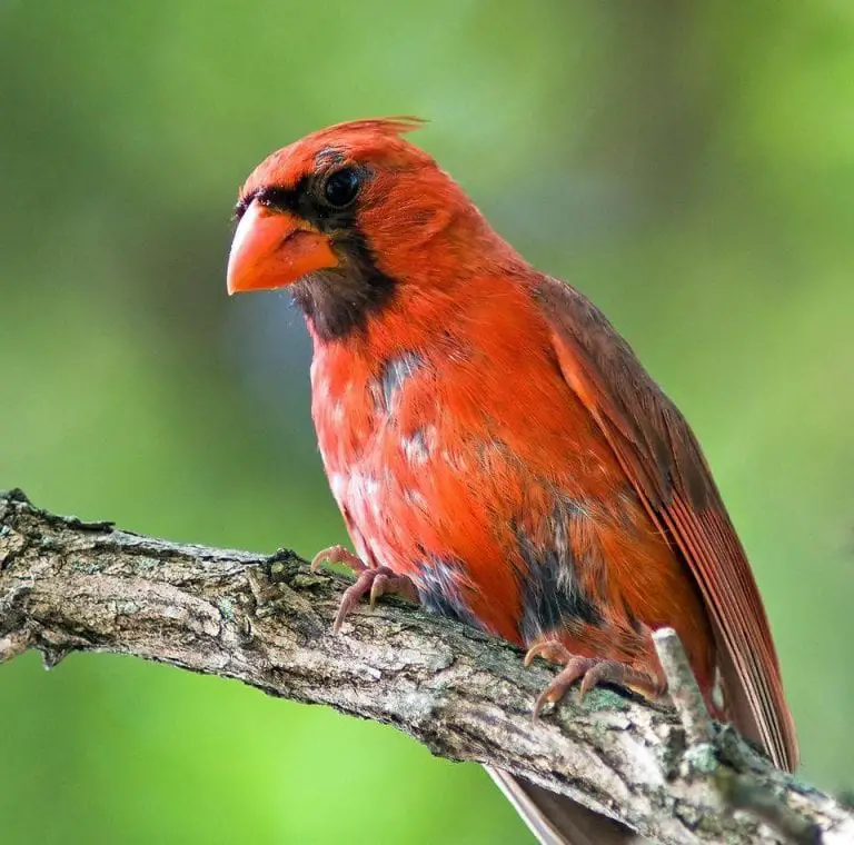 How To Help Birds Grow Their Feathers Back After Massive Plucking Birds Coo