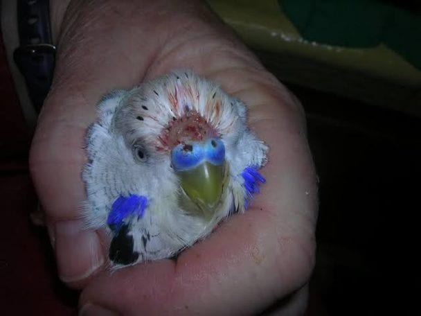 Common Signs Your Parakeet Is Sick and How To Respond - Birds Coo