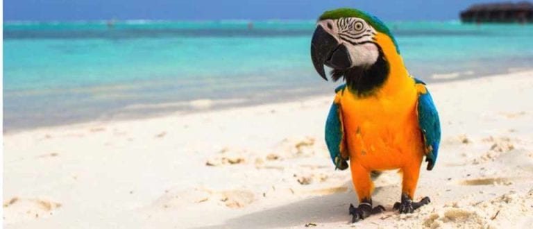 Lifespan of Parrots: How Long Can A Parrot Live - Birds Coo