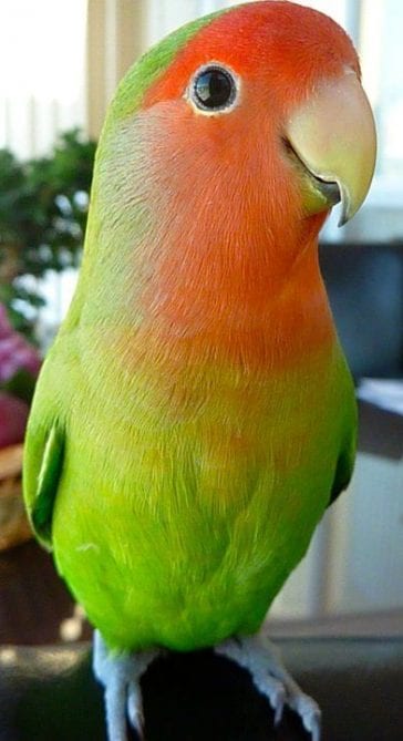 The 10 Best Pet Birds to Keep at Home - Birds Coo